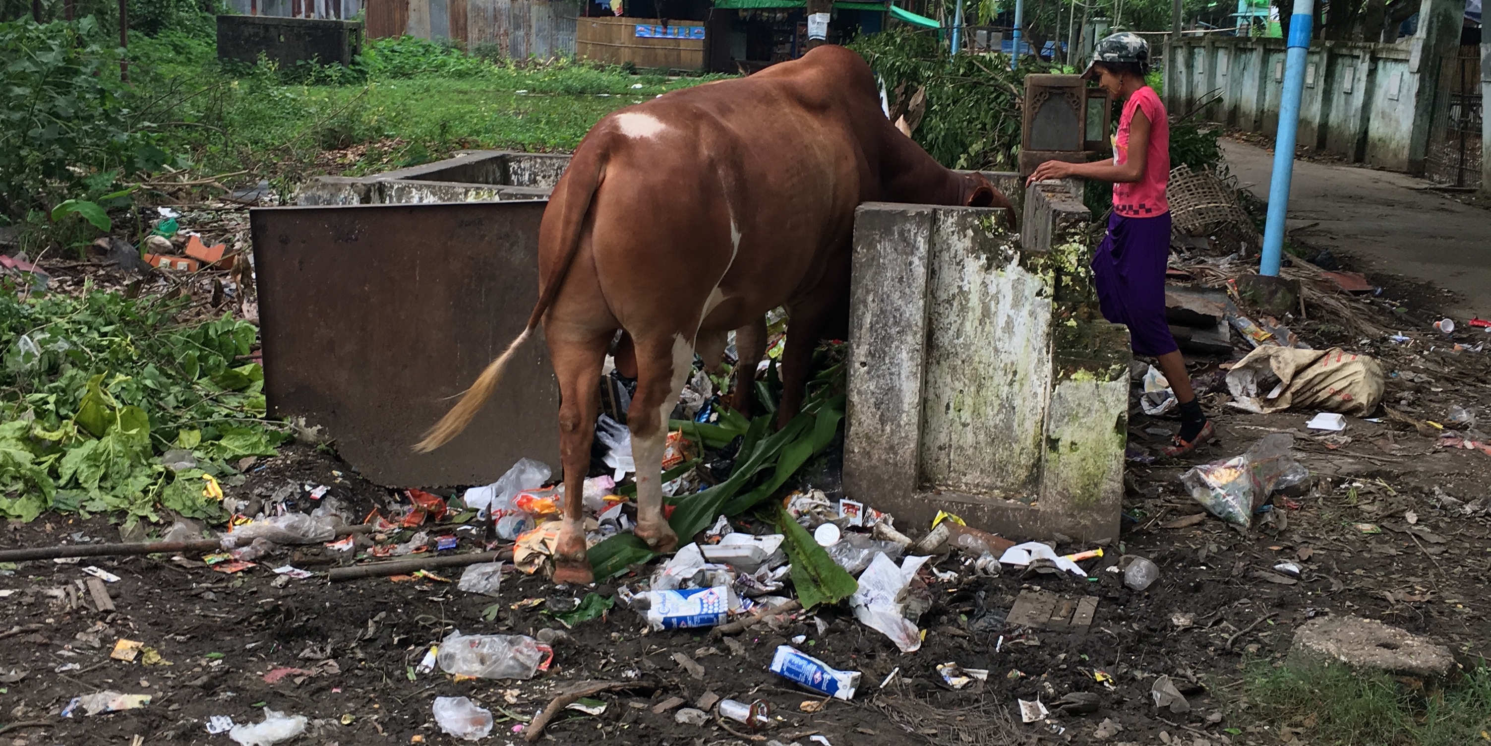Environmental awareness is rising in Myanmar | CCI France Myanmar